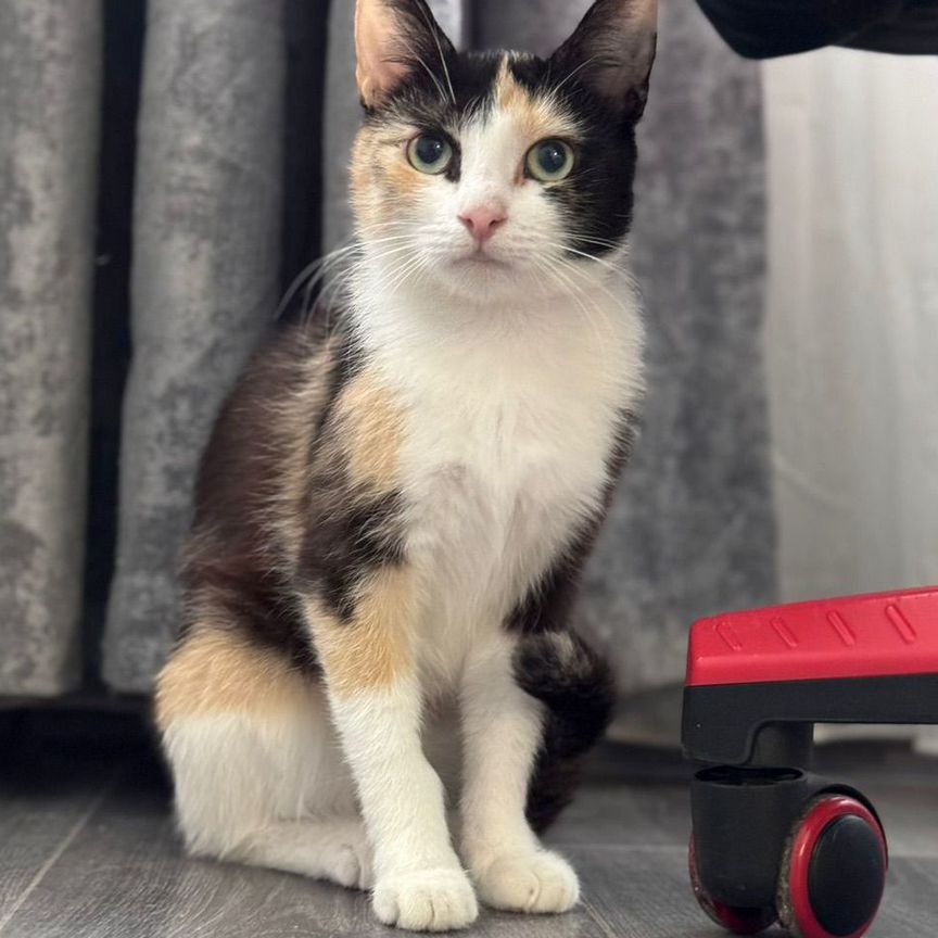 Кошка