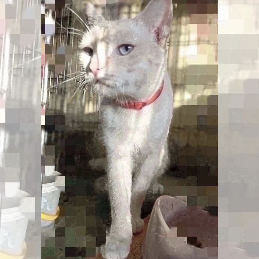 Взрослый кот в добрые руки