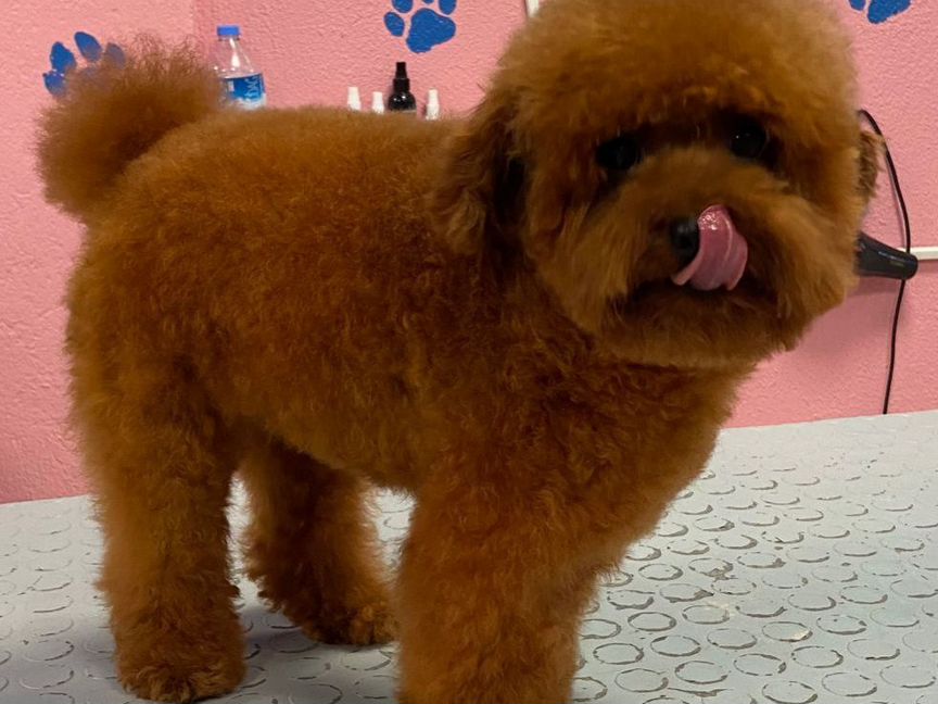 Той-пудель Живое Счастье