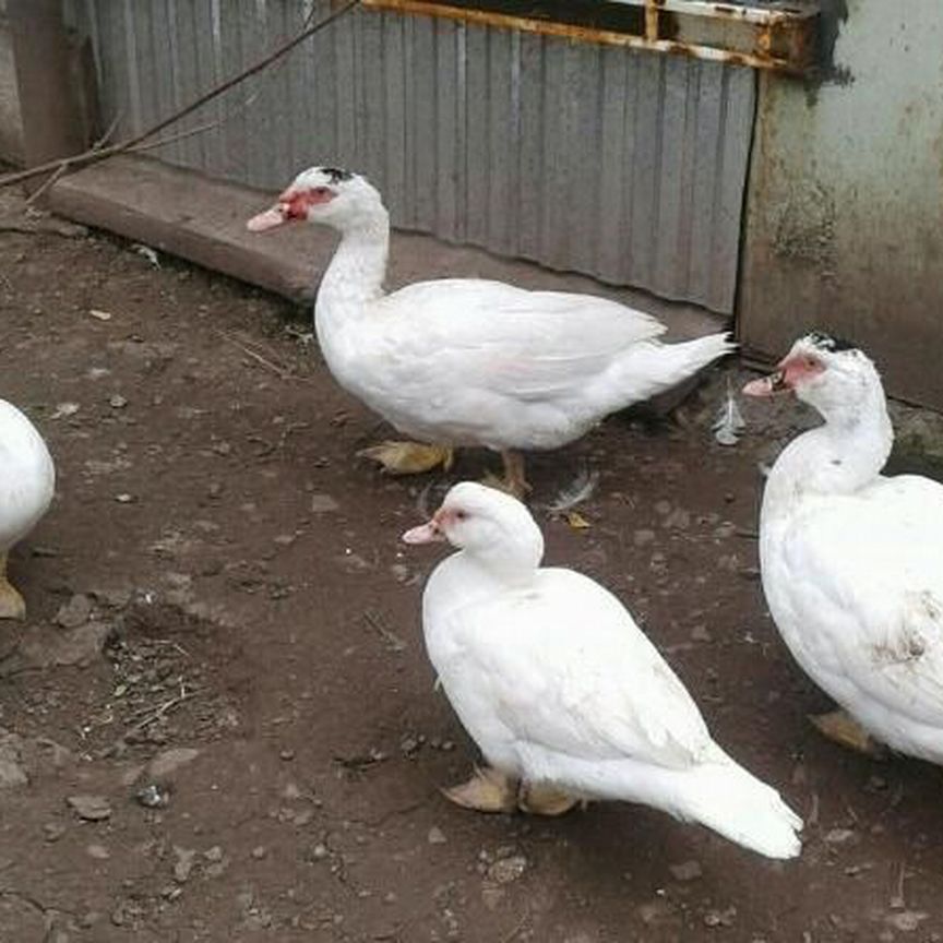 Мускусные утки на племя