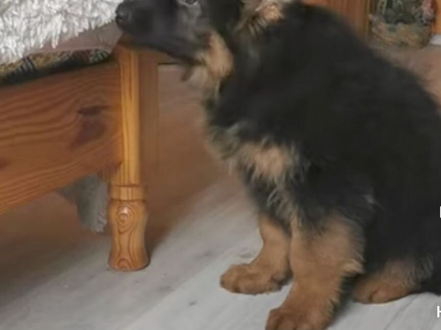 Щенок длинношерстной немецкой овчарки