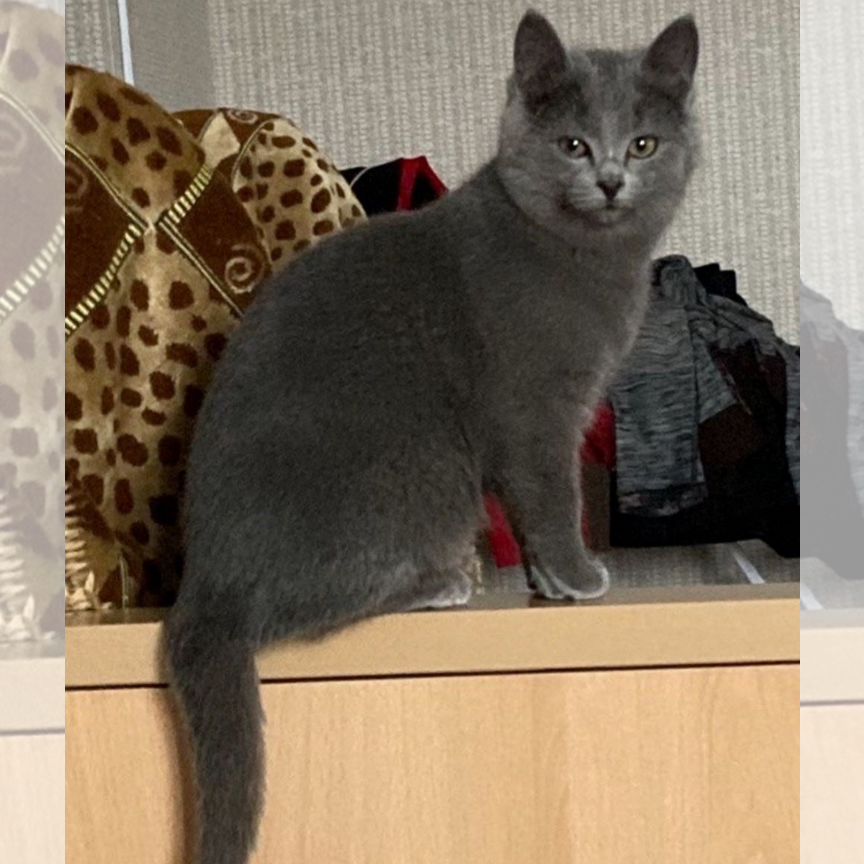 Котёнок в добрые руки