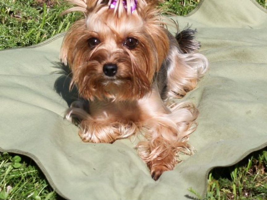 Охлаждающий коврик для животных