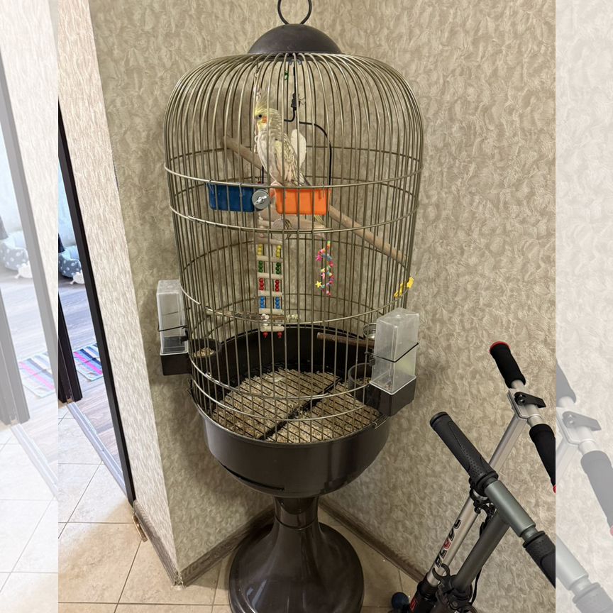 Попугай корелла ручной