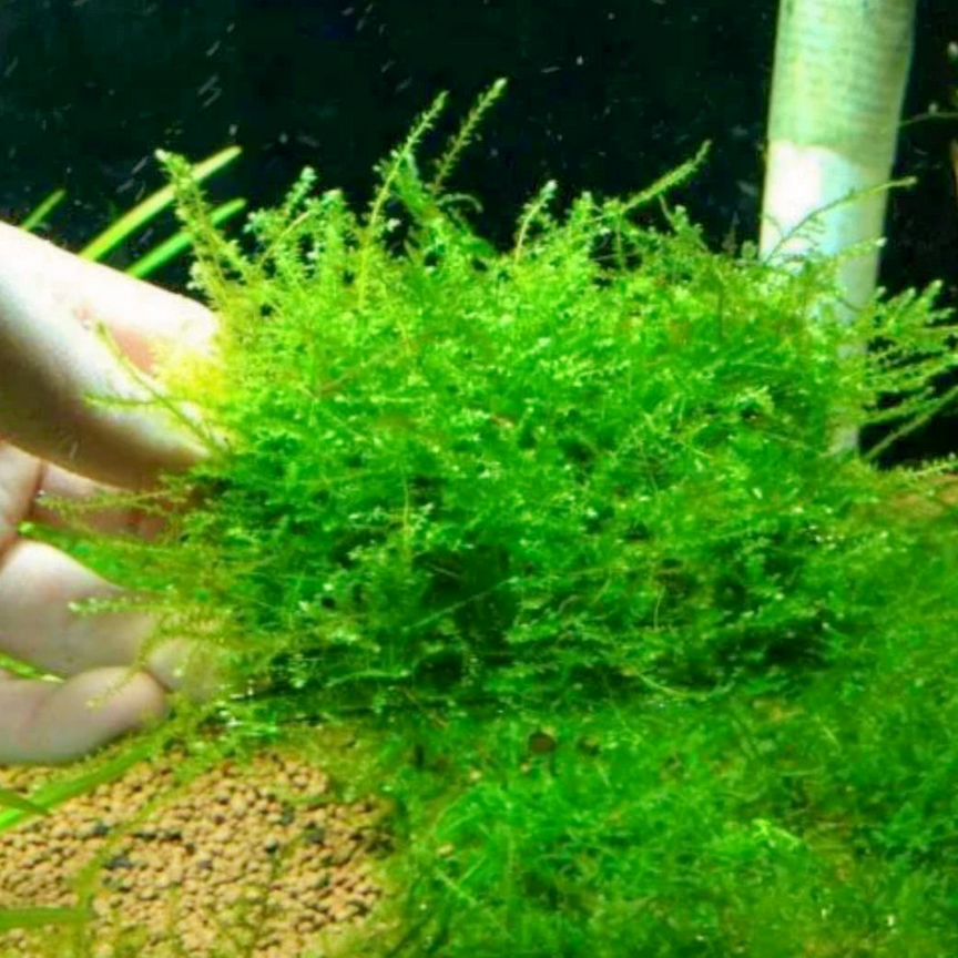Мох аквариумный