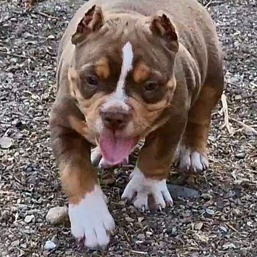 Американский булли