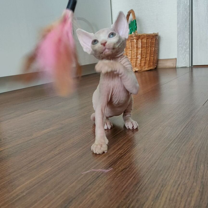 Канадский сфинкс котенок
