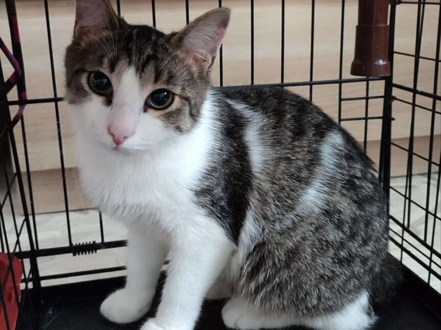 Котик Джони ищет дом