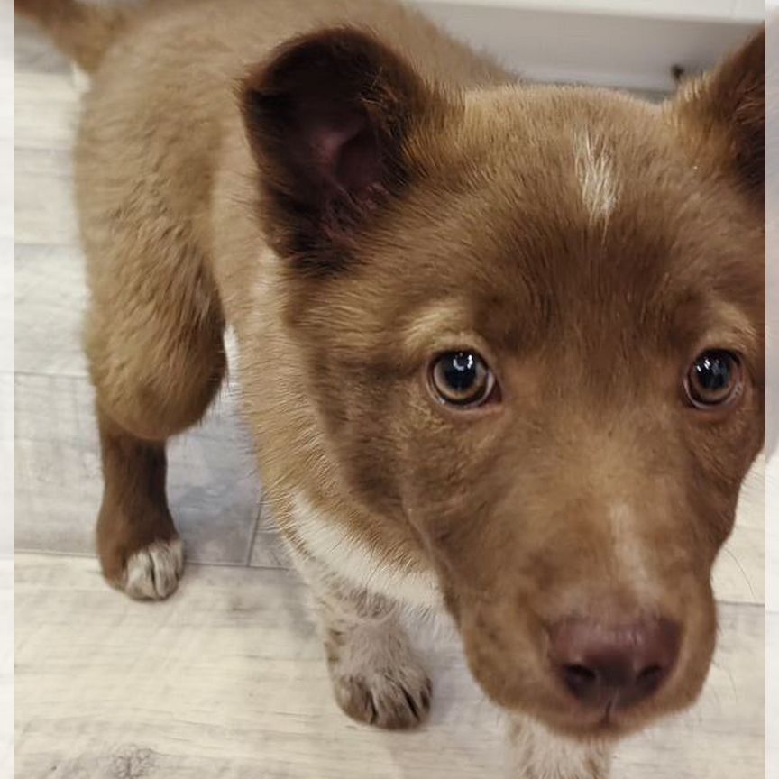 Щенок в добрые руки