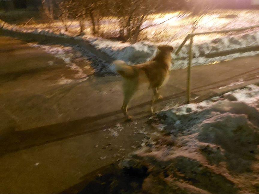 Потерялась собака