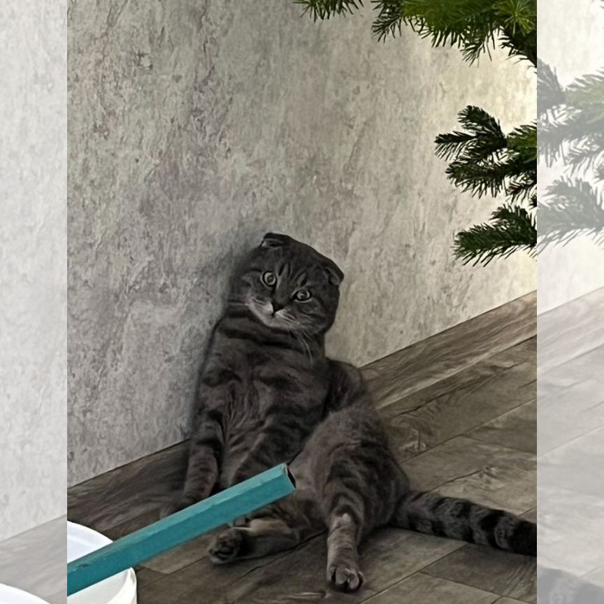 Шотландский вислоухий длинношёрстный котёнок