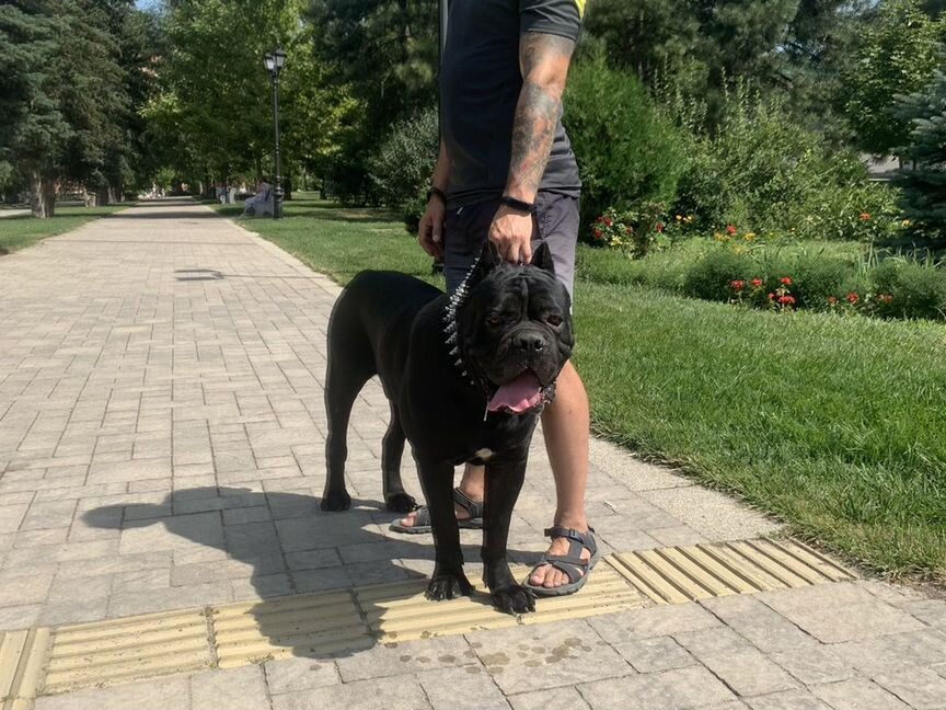 Кобель на вязку