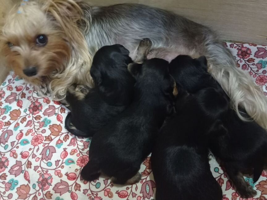 Йоркширский терьер щенки