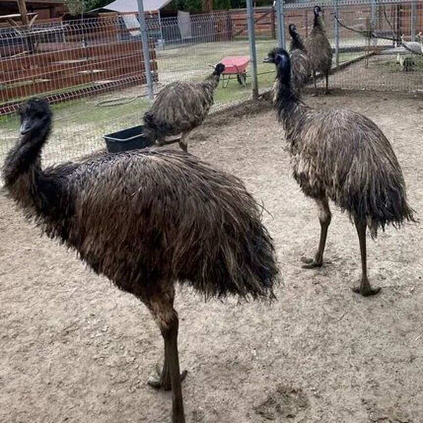 Инкубационное яйцо страуса