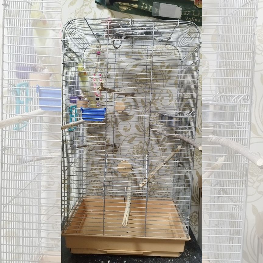 Попугай корелла мальчик