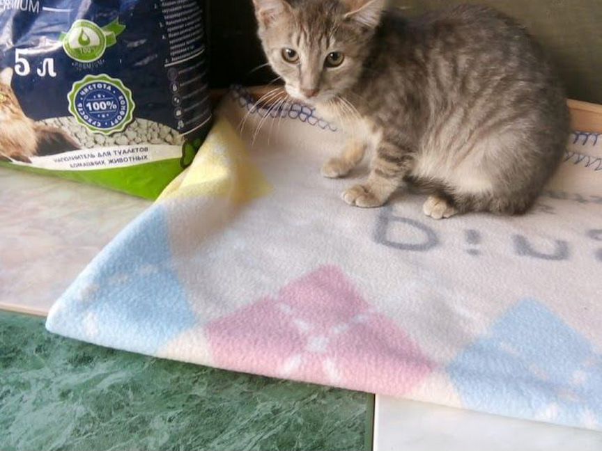 Котенок ищет дом