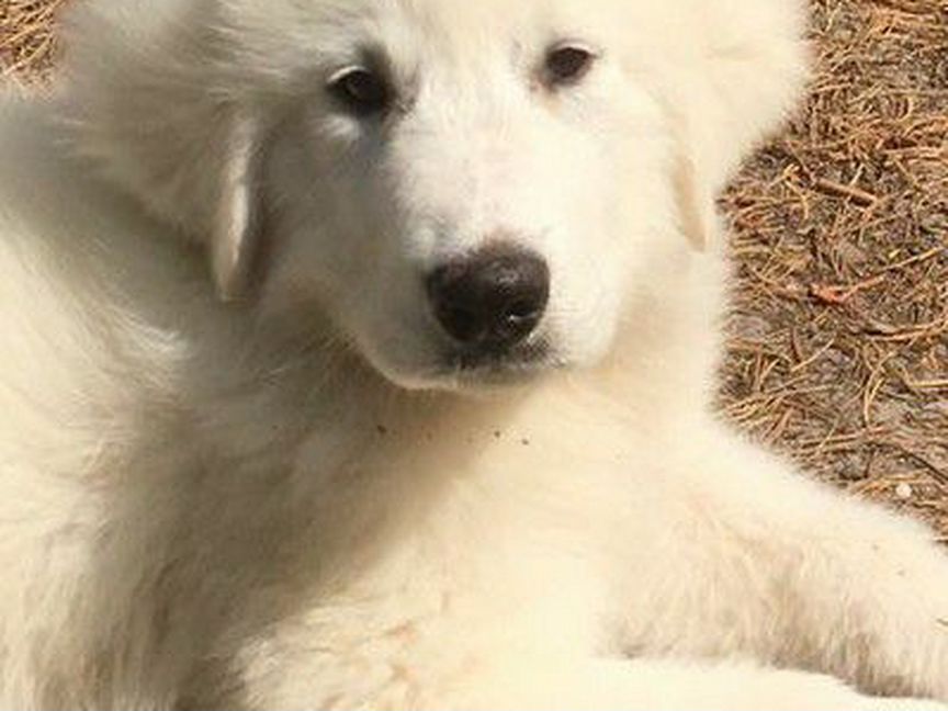 Щенок Пиренейской горной собаки