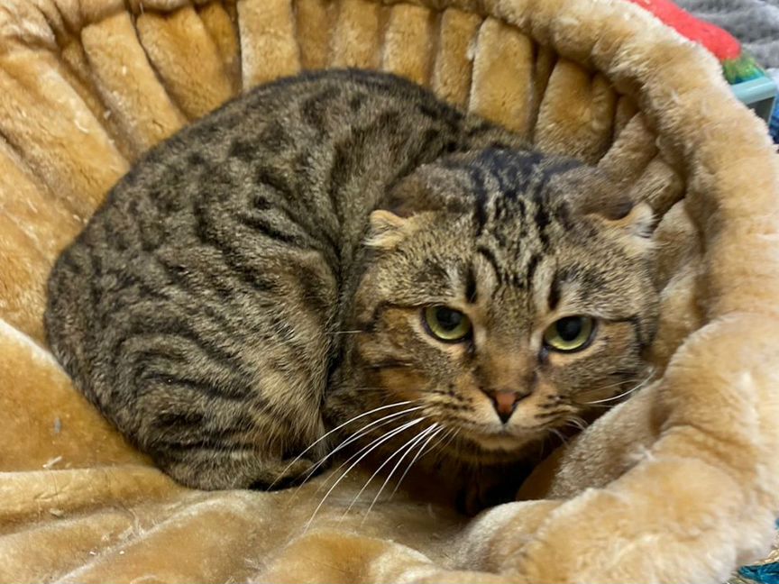 Кошка из приюта хочет домой