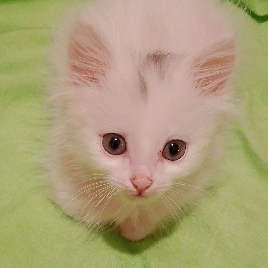 Сибирский котёнок