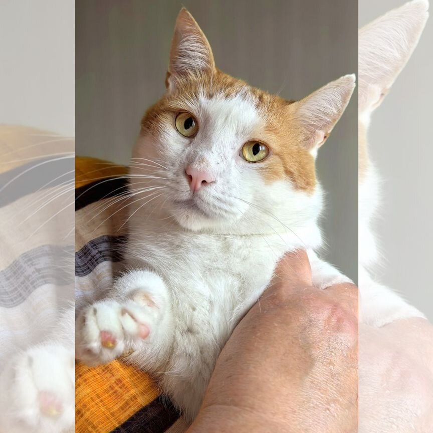 Дружелюбный кот Сёма в добрые руки