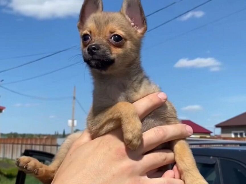 Миниатюрный пинчер