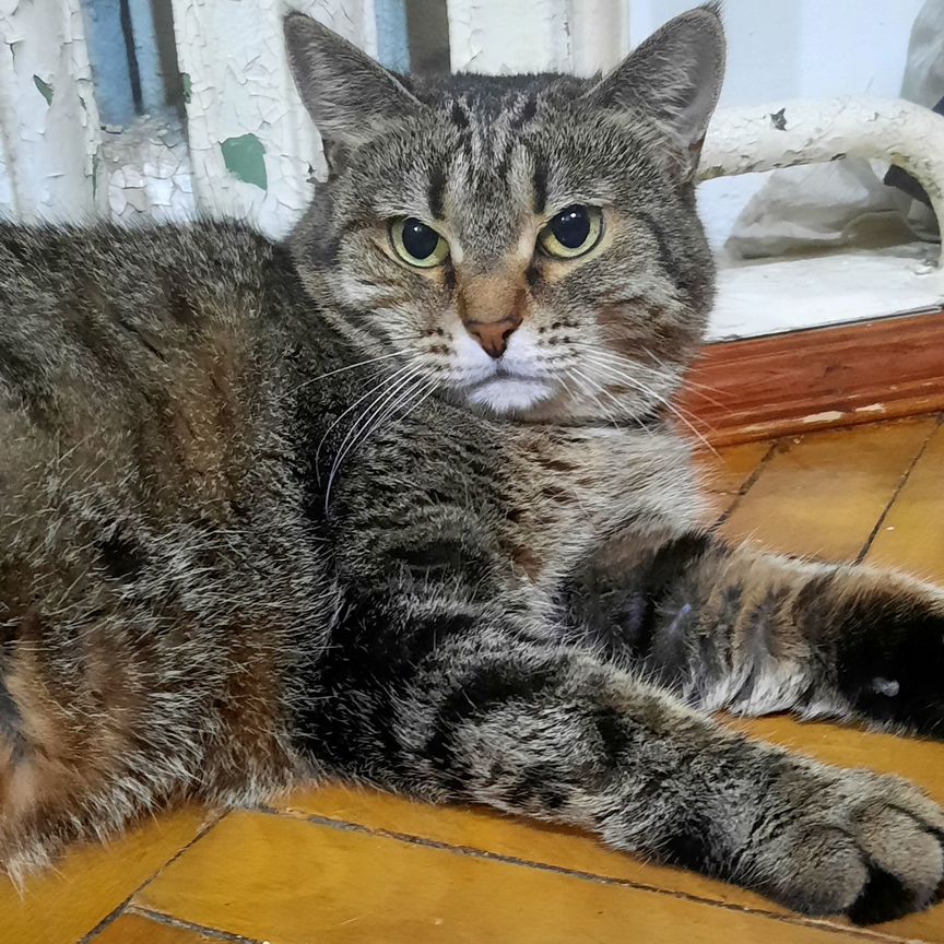 Кошка Маруся в поисках дома