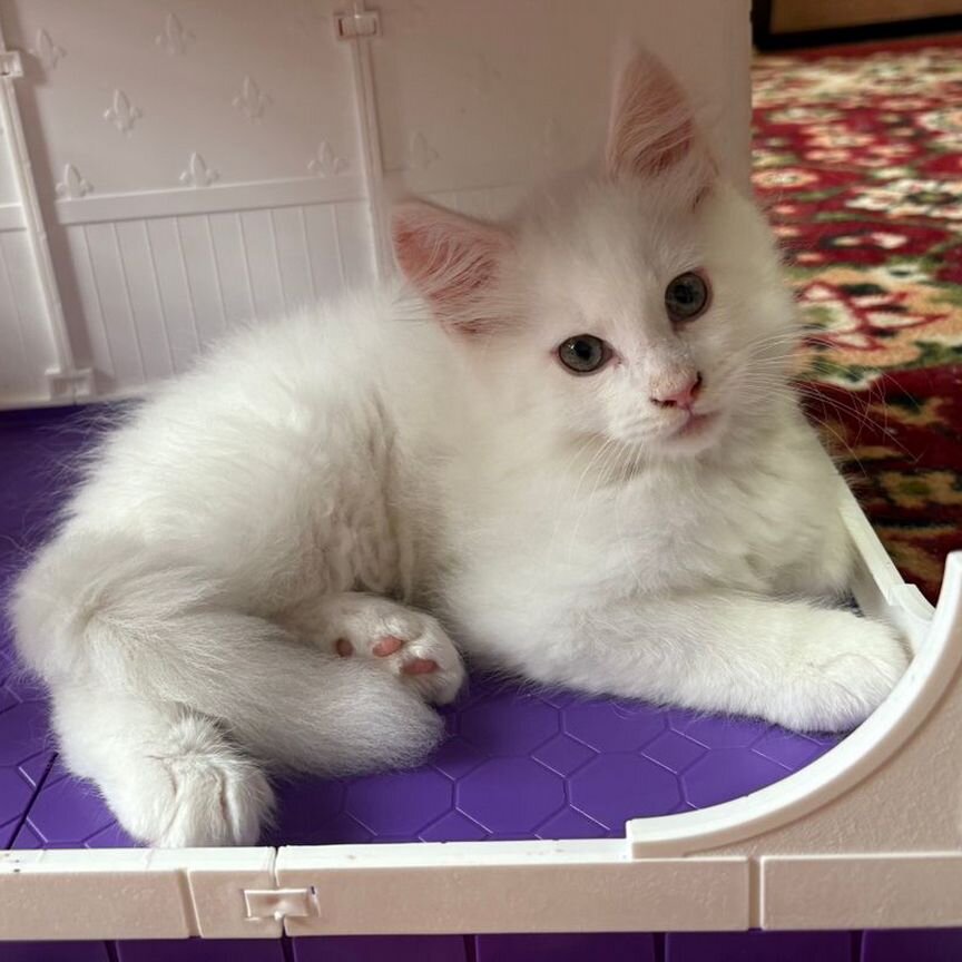 Мейн-кун котёнок