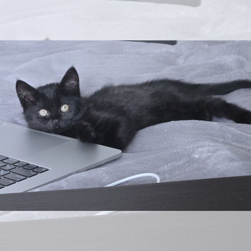 Котёнок в добрые руки