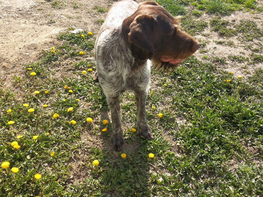 Продаётся кобель,дратхаар