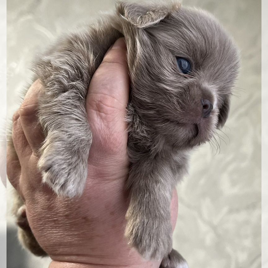 Чихуахуа, щенок