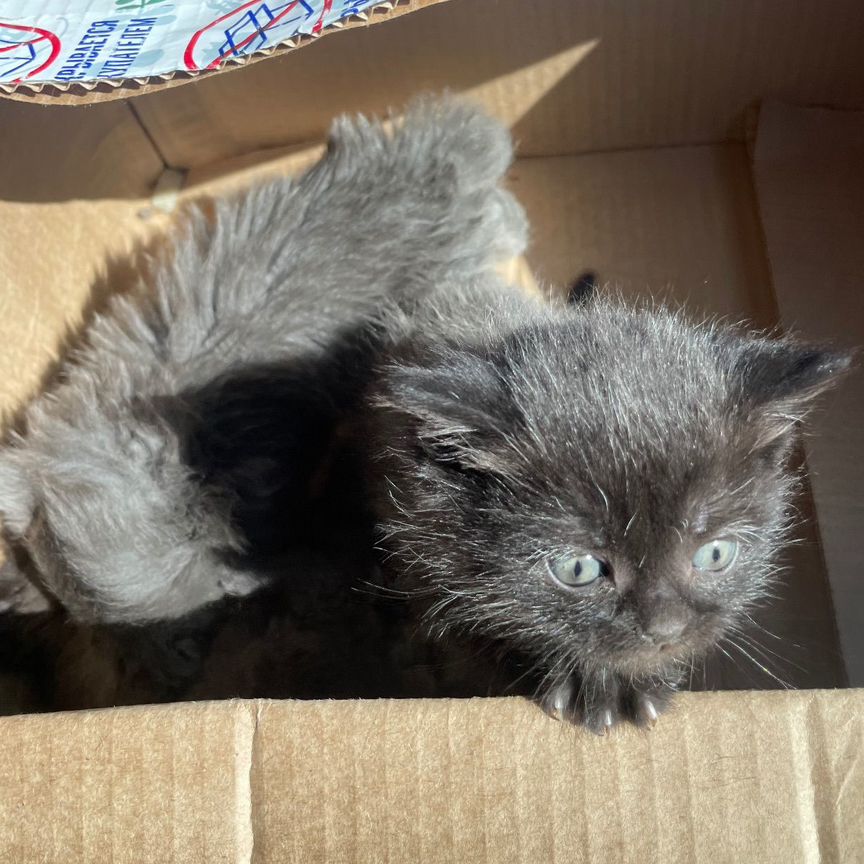 Котёнок в добрые руки