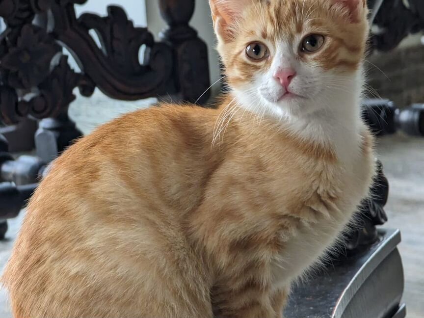 Рыжий котенок