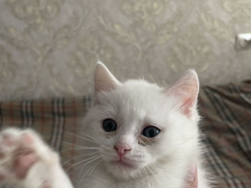 Котята турецкой ангоры бесплатно