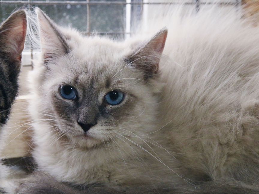 Котенок ищет дом