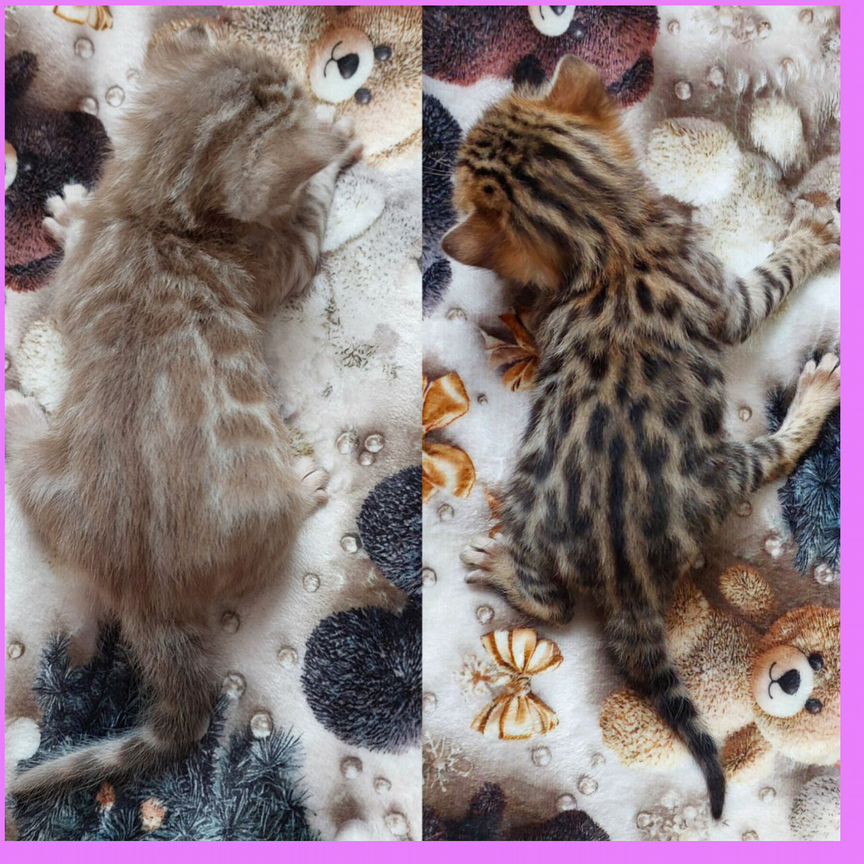 Котёнок от частного владельца