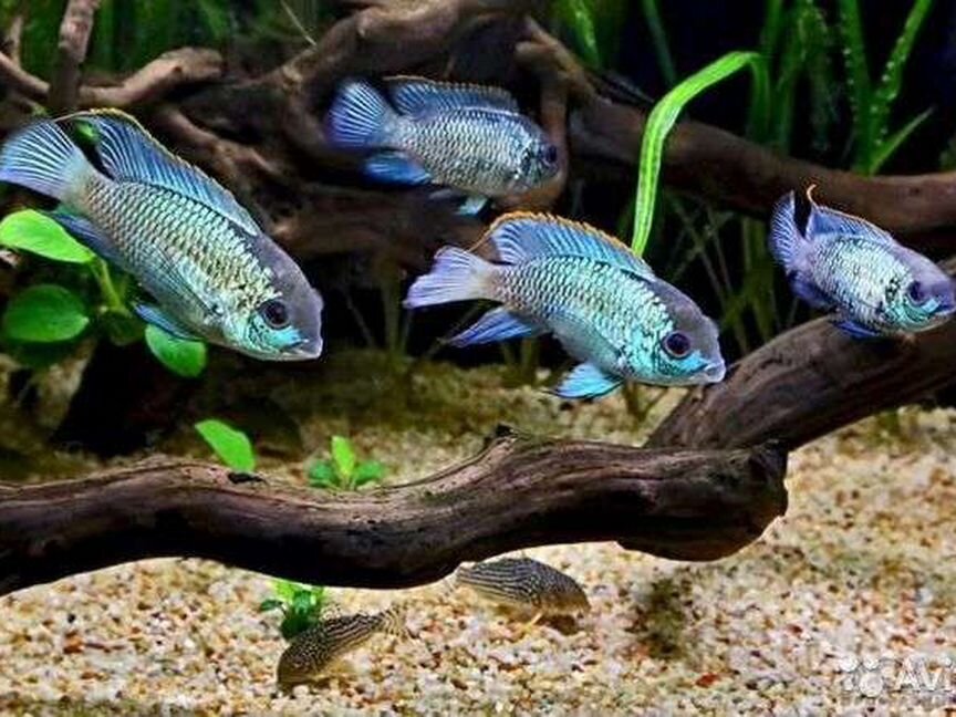 Наннакара блю