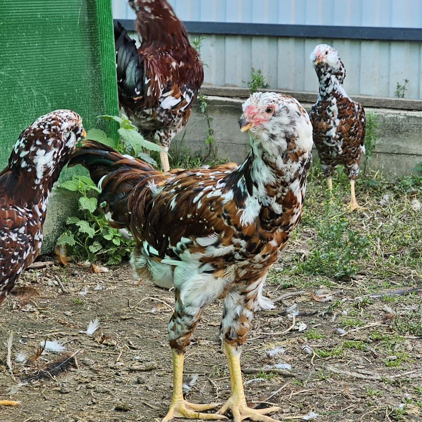 Кура Орловская Сицевая