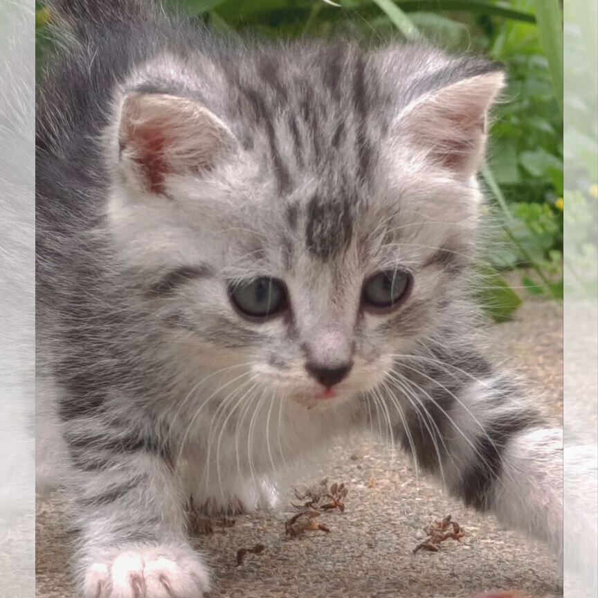 Котёнок в добрые руки