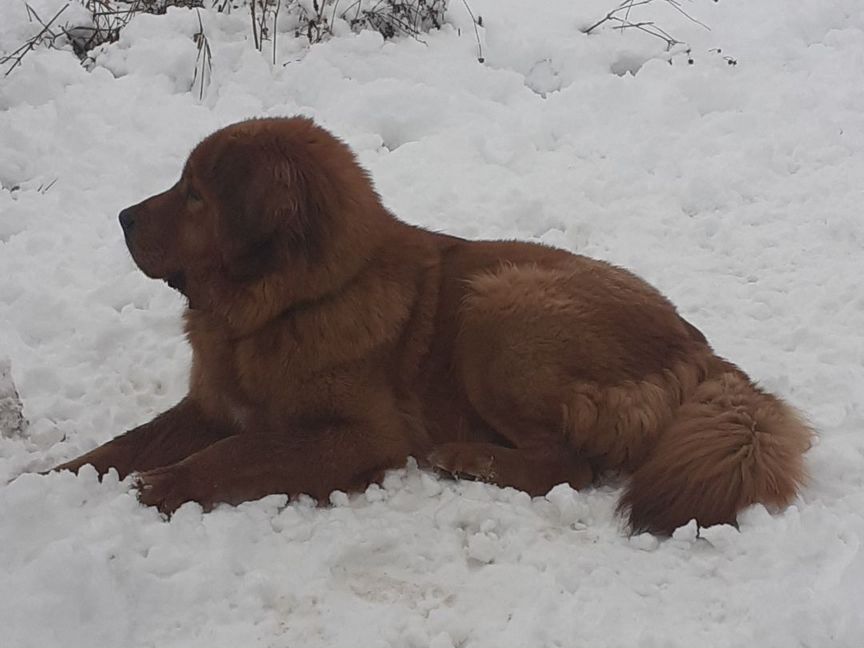Собака