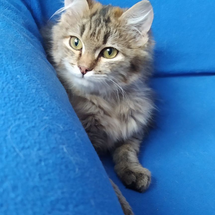 Котик в добрые руки