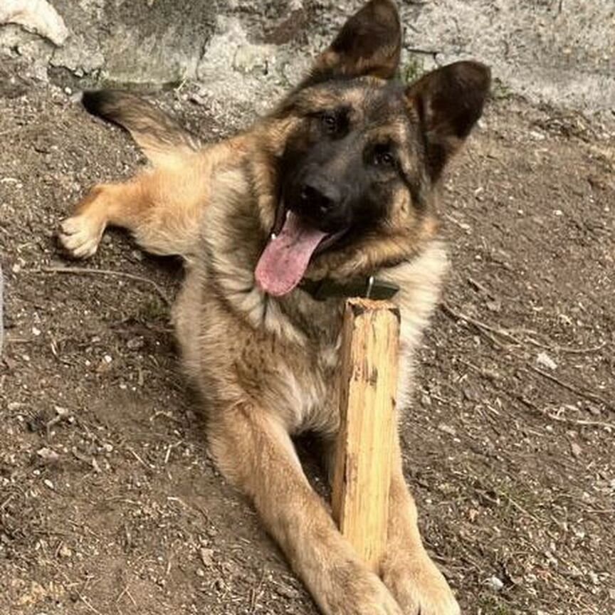 Немецкая овчарка, щенок