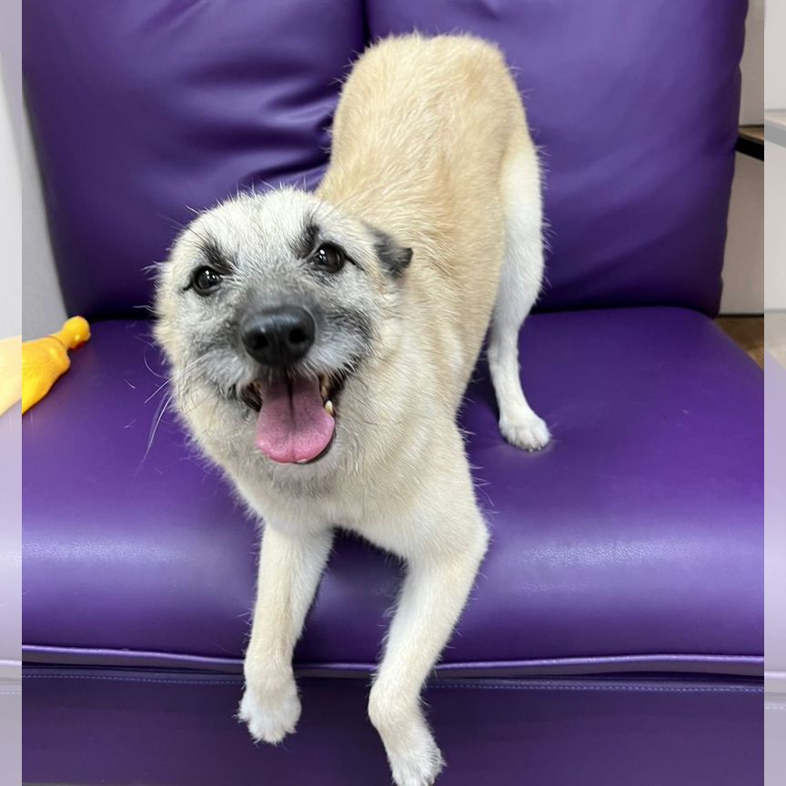 Хвостатое счастье в семью