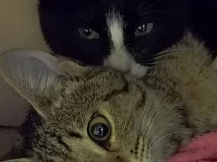 Котята в добрые руки бесплатно