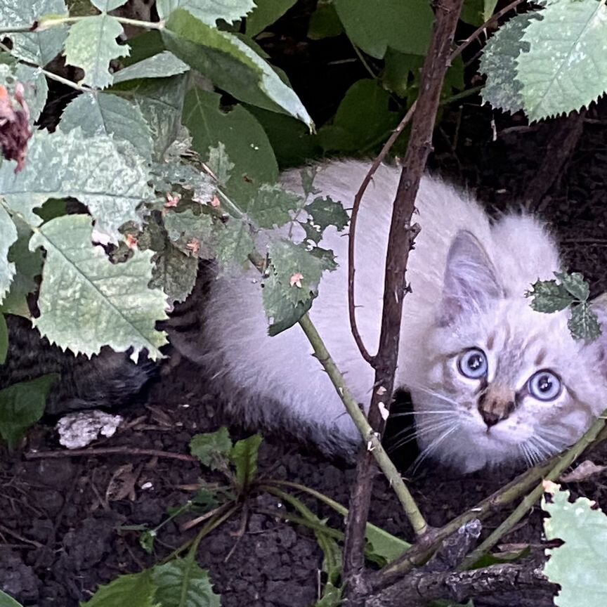 Котенок с голубыми глазами