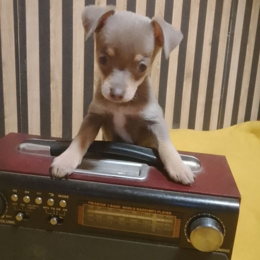 Русский той-терьер, щенок