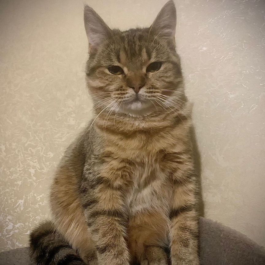 Котенок