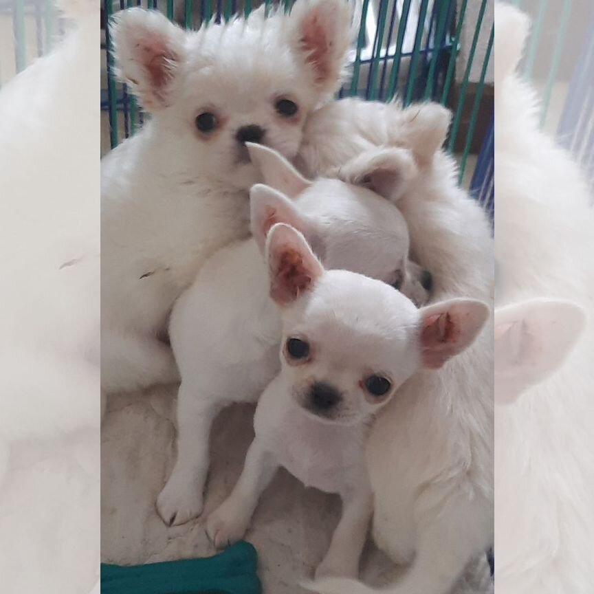 Чихуахуа, щенок