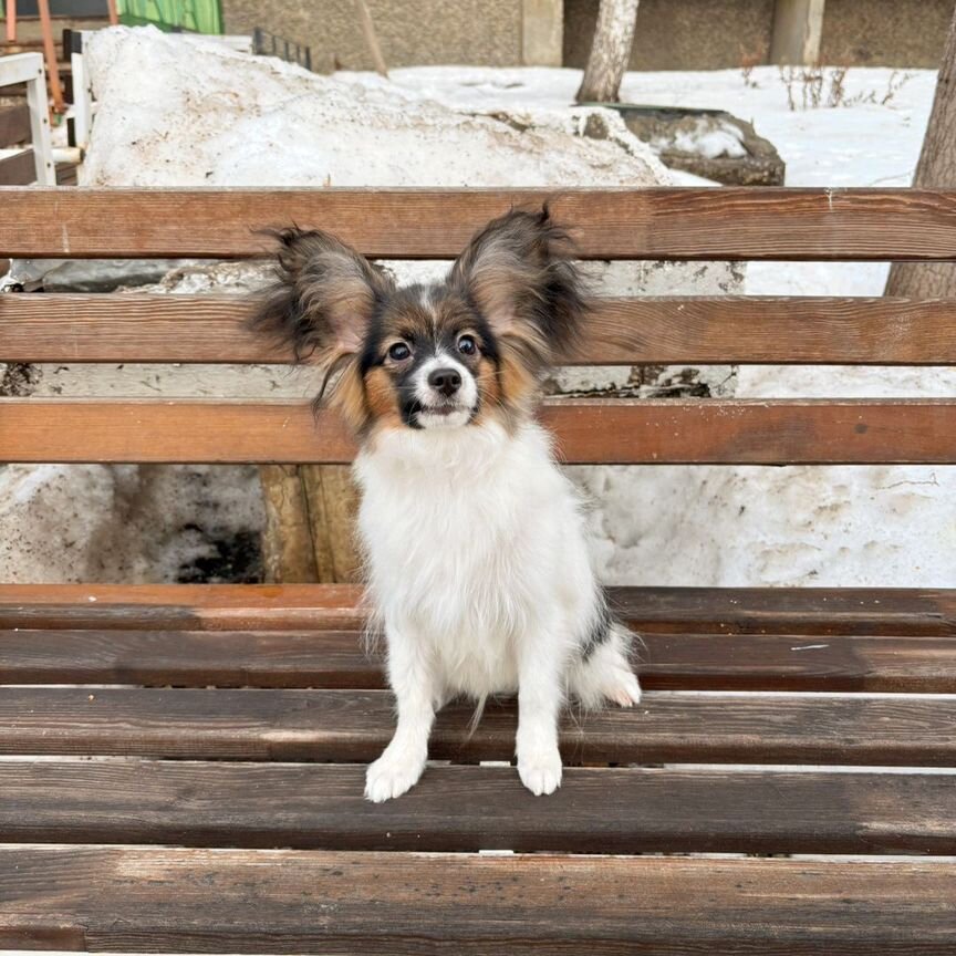 Щенок папийона мальчик