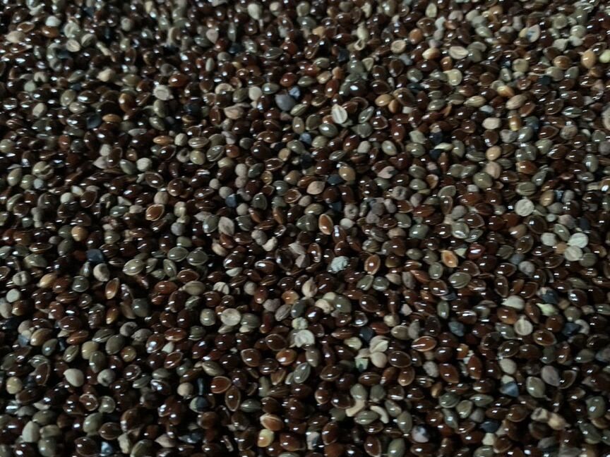 Просо черное