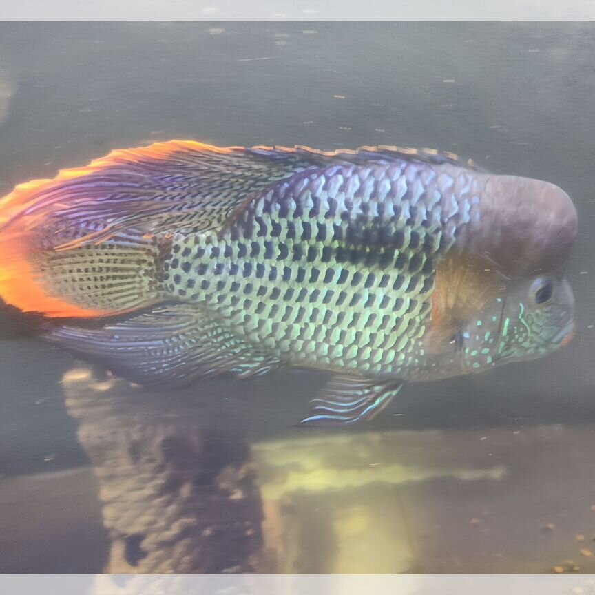 Акара бирюзовая пара